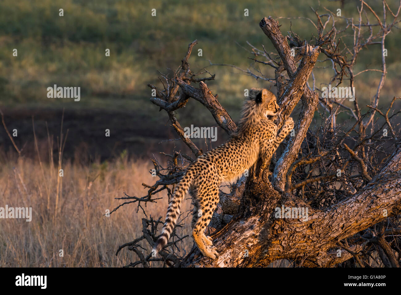 Cheetah cub climbing hi-res stock photography and images - Alamy