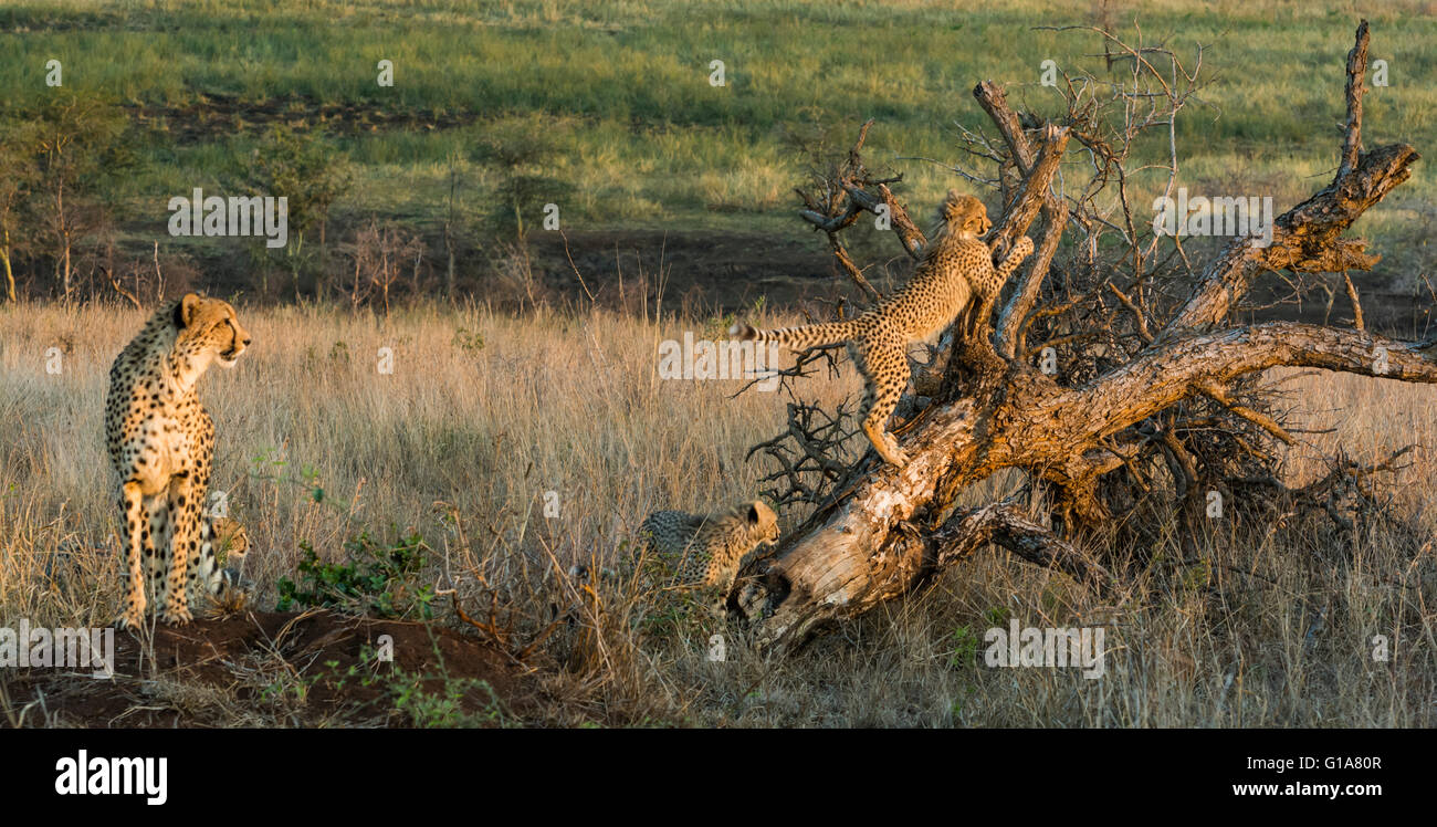 Cheetah cub tree hi-res stock photography and images - Alamy