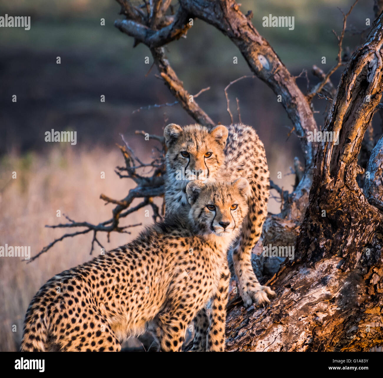 Cheetah cubs climbing tree hi-res stock photography and images - Alamy