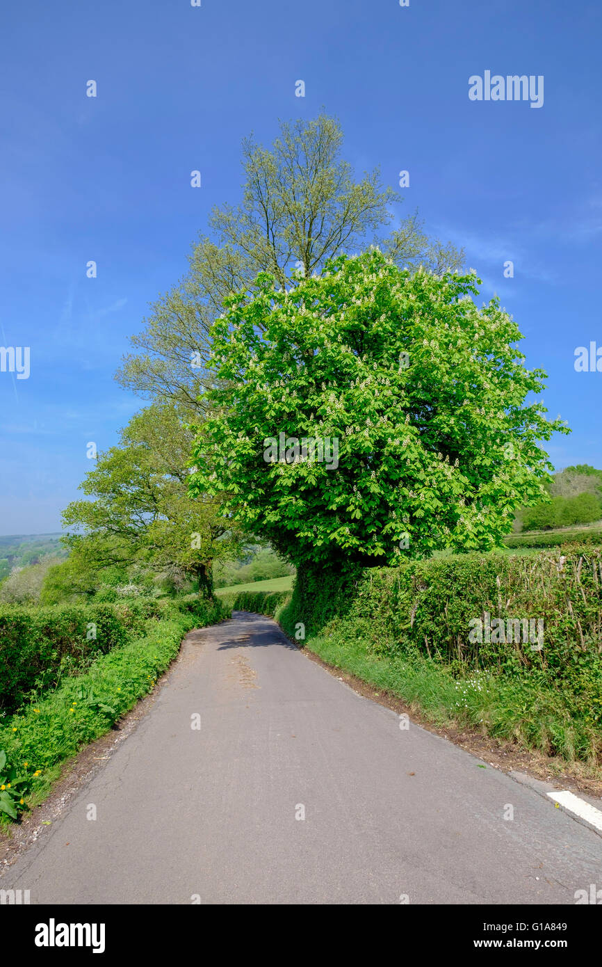 Sweet chestnut tree, castanea sativa, country lane, spring ...