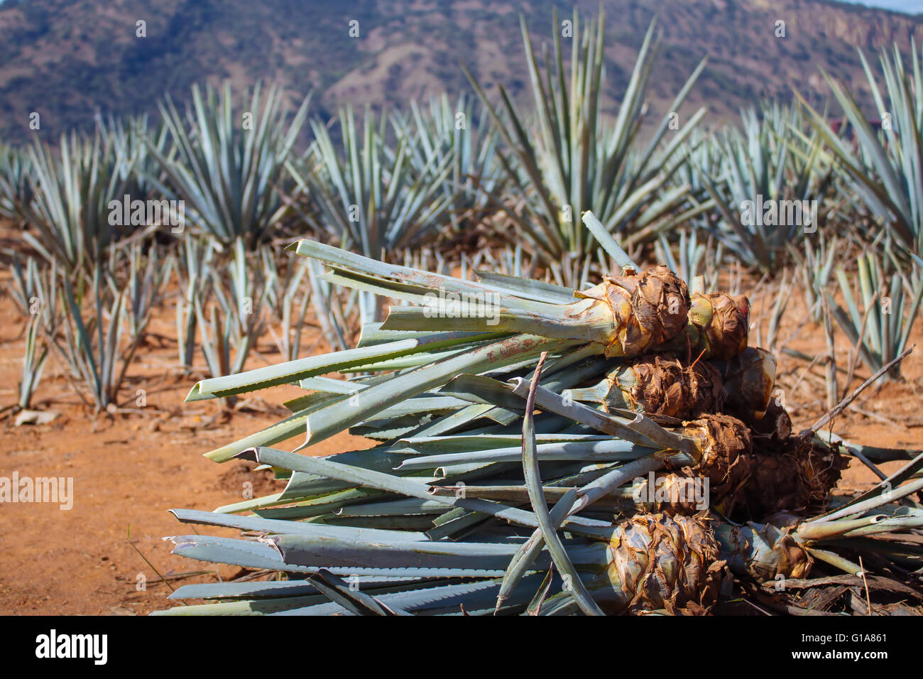 Pineapple field. Young pineapples in the field Stock Photo - Alamy