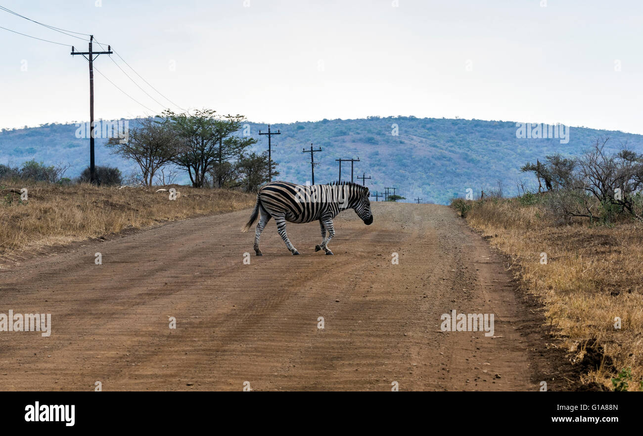 Zebra crossing africa hi-res stock photography and images - Alamy