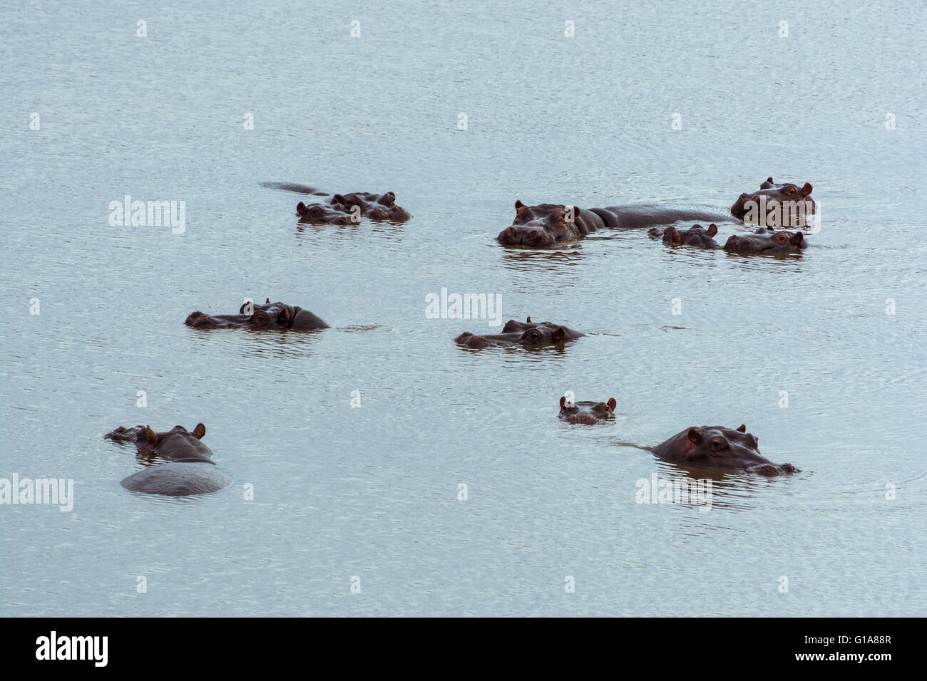 Crash of hippo hi-res stock photography and images - Alamy