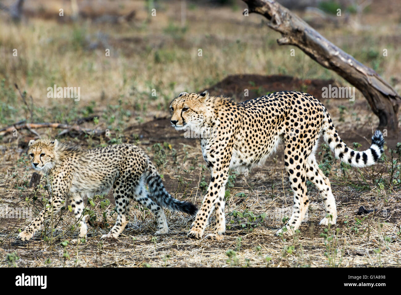 Cheetah cub mother hi-res stock photography and images - Alamy
