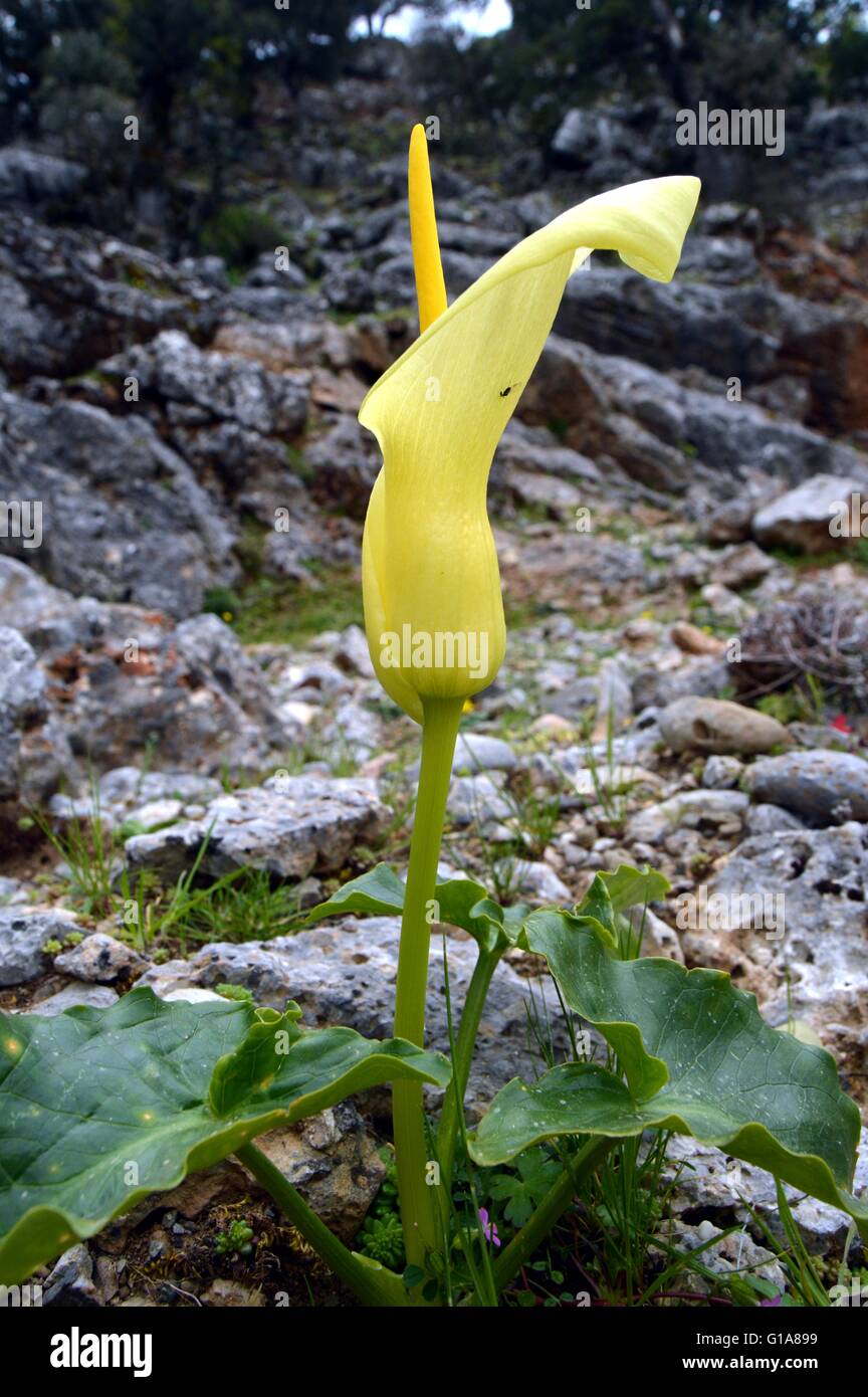 Beautiful garden flowers,summer flower background Stock Photo - Alamy