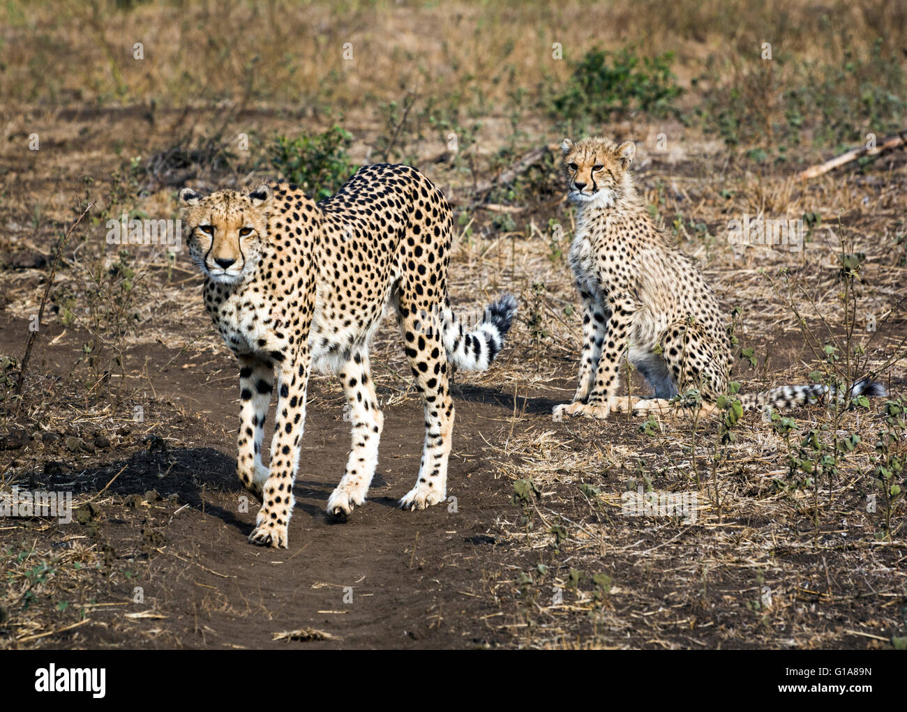 Cheetah cub mother hi-res stock photography and images - Alamy