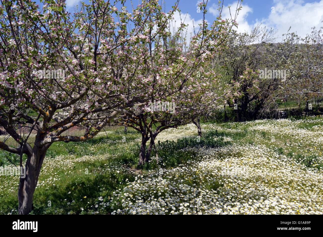 Purple flowers in the gard hi-res stock photography and images - Alamy