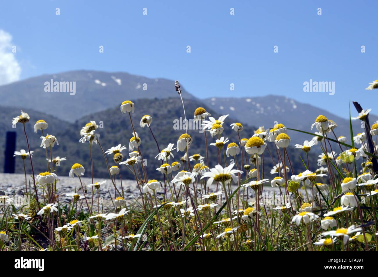 Beautiful garden flowers,summer flower background Stock Photo - Alamy