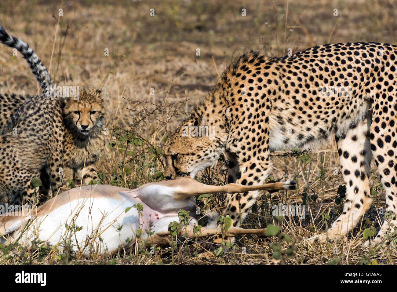 Cheetah hunt kill hi-res stock photography and images - Alamy