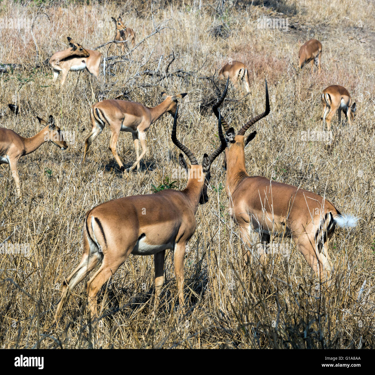Group of impala seen in KwaZulu Natal, South Africa Stock Photo - Alamy