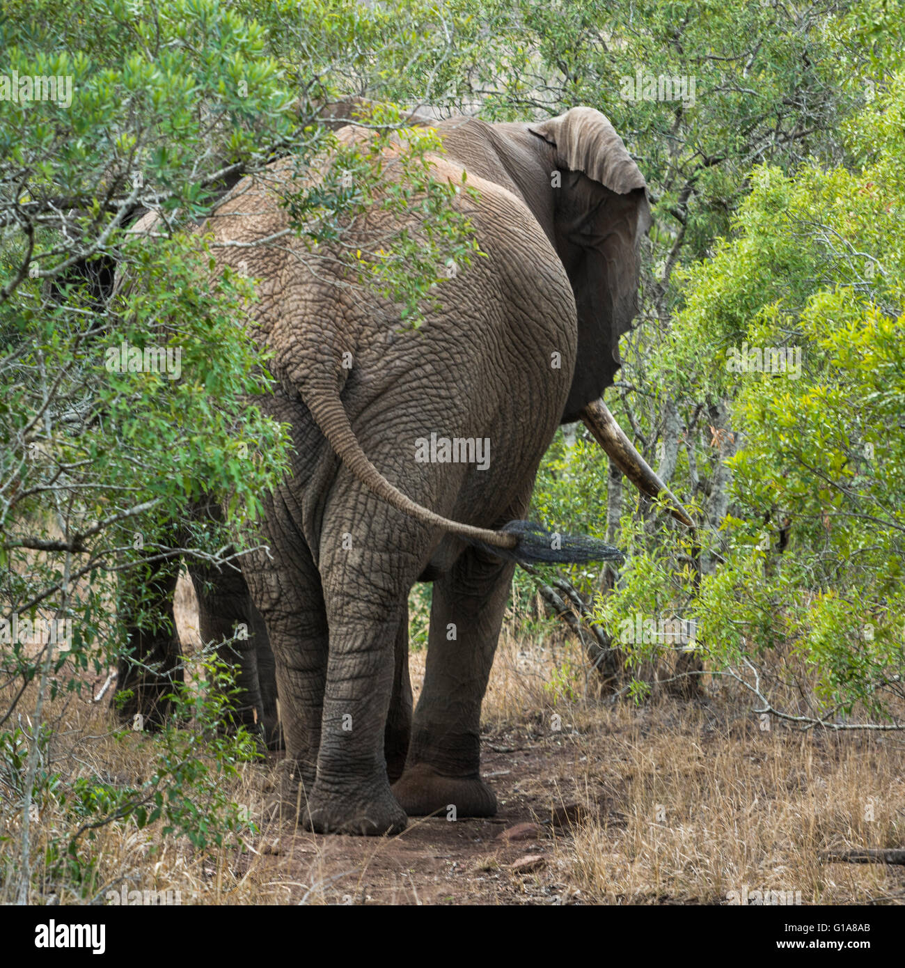Male elephants seen from behind, disappearing into the bush in KwaZulu ...