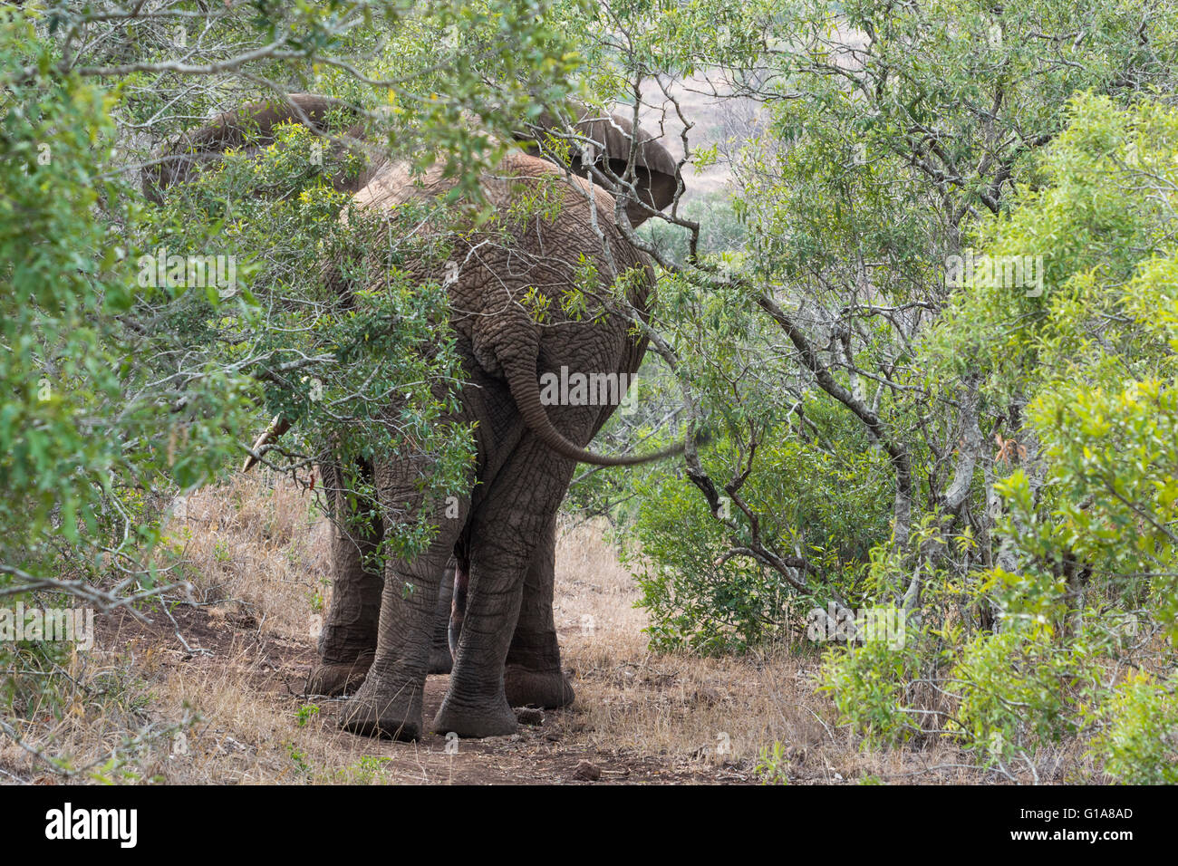Bull elephant seen from behind, disappearing into the bush in KwaZulu ...