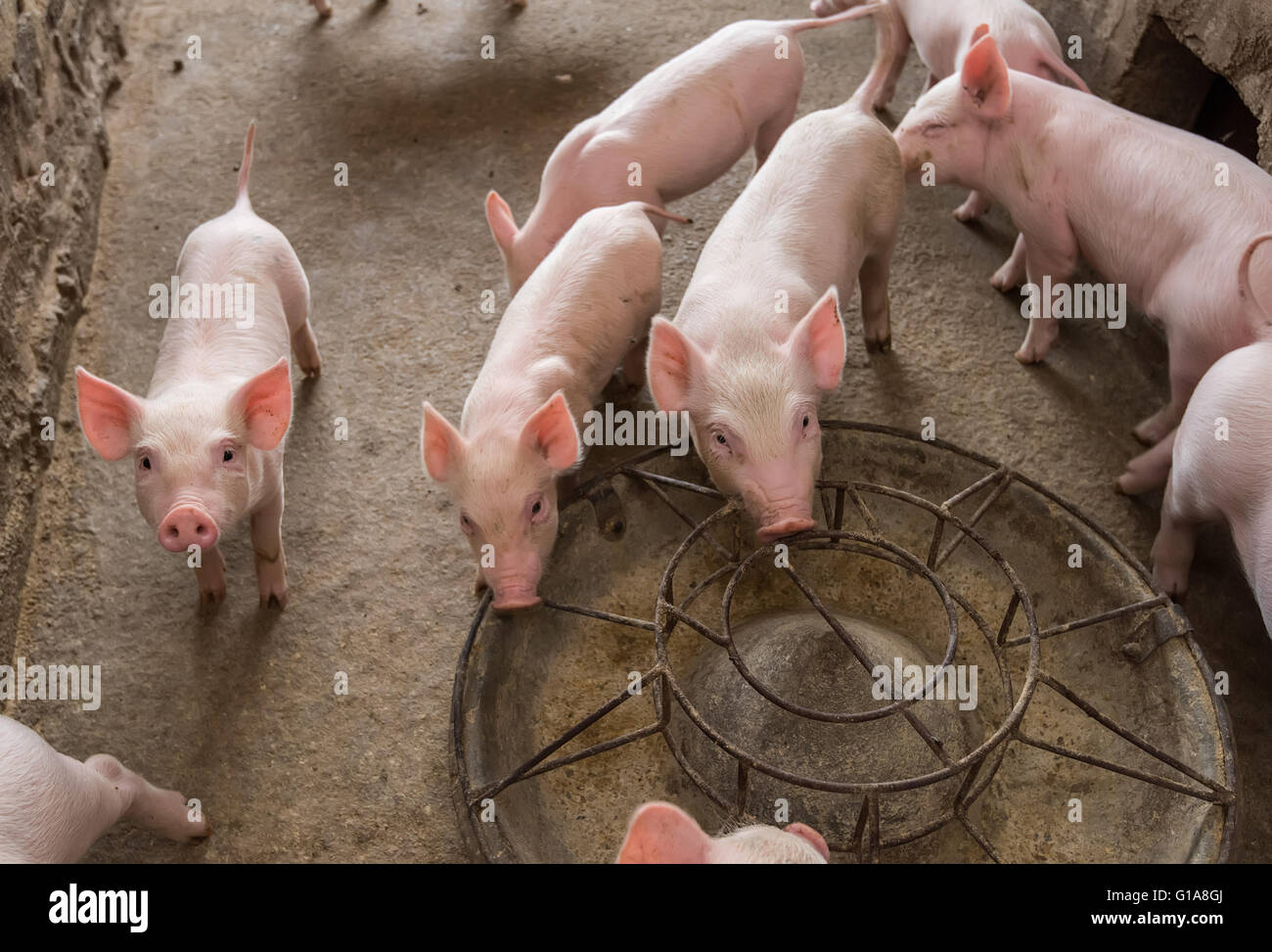 British black piglets hi-res stock photography and images - Alamy