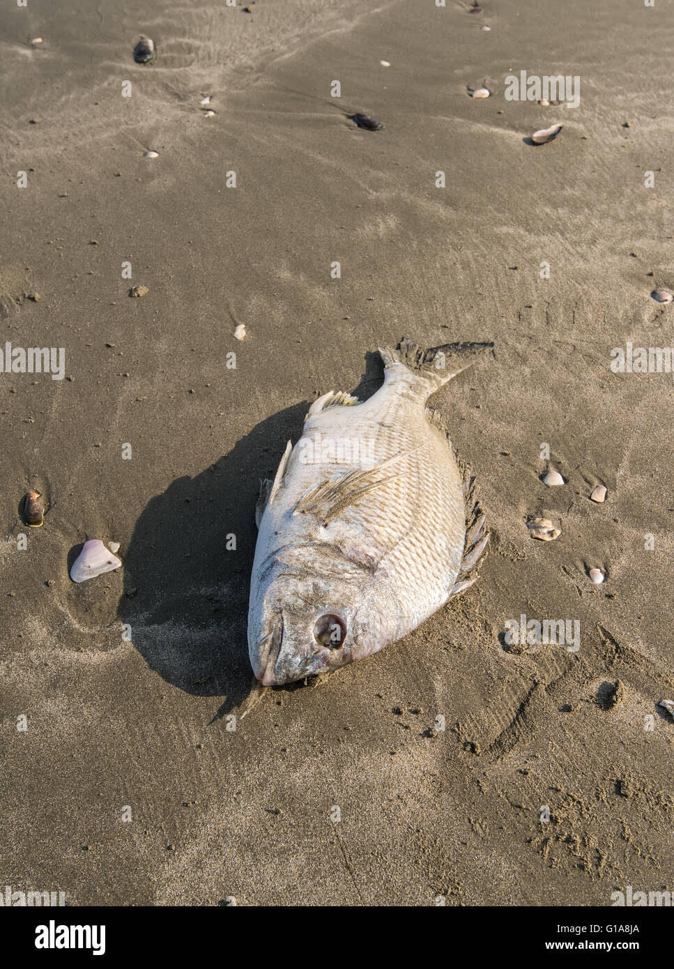 Dead fish on a seashore Stock Photo - Alamy