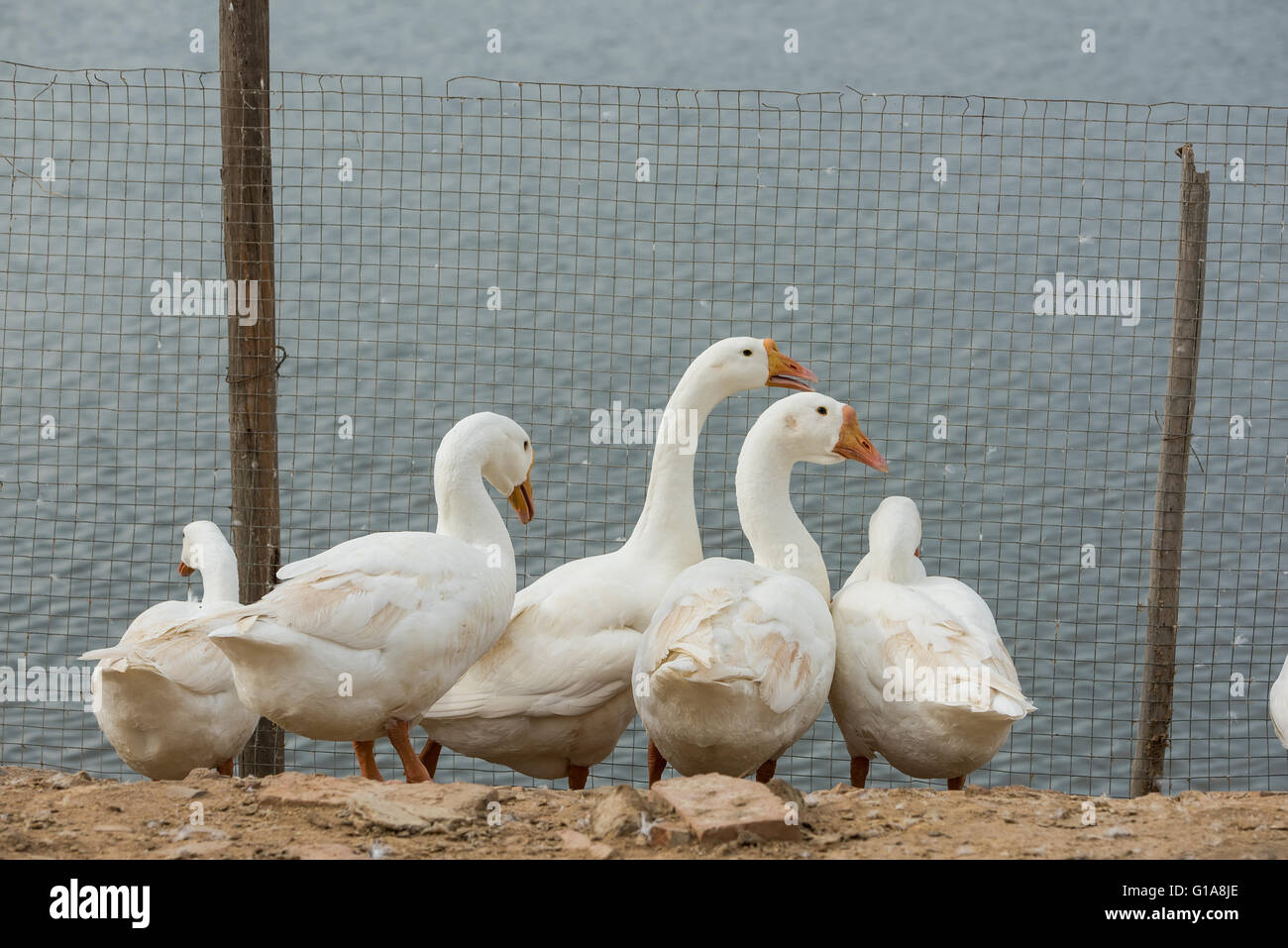 Geese at a farm Stock Photo - Alamy