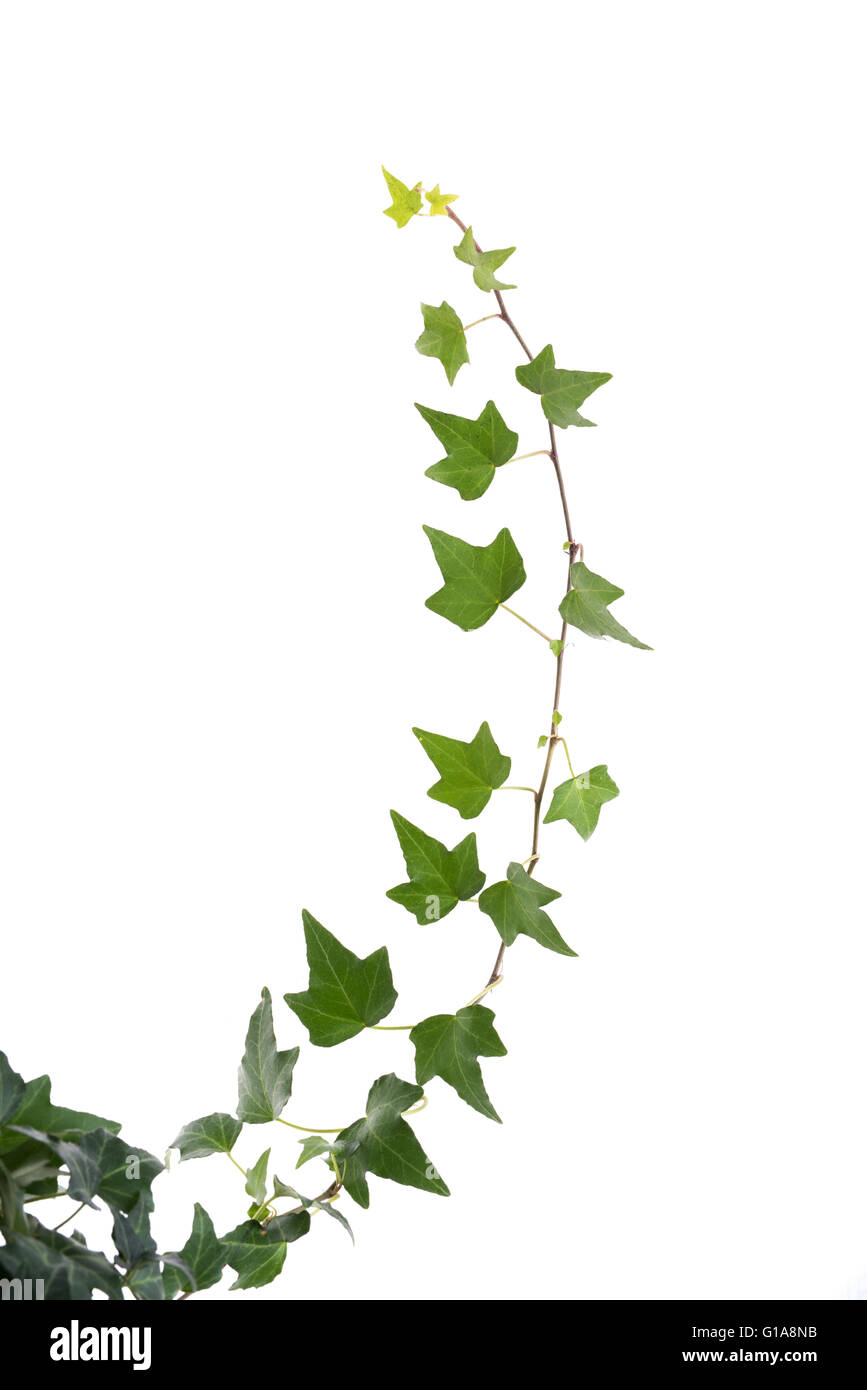 ivy leaves isolated on a white background Stock Photo - Alamy