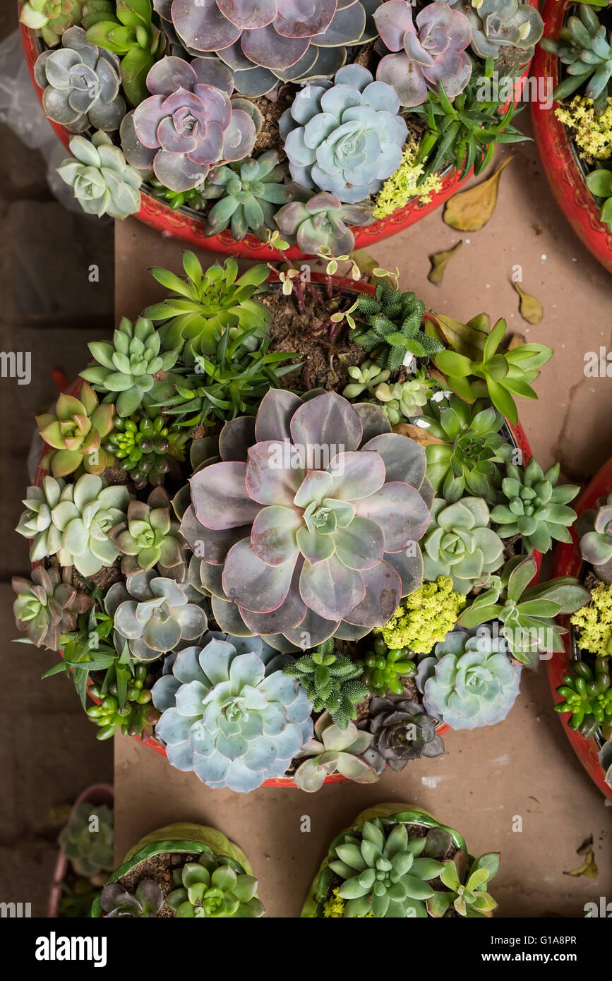 Miniature succulent plants Stock Photo - Alamy