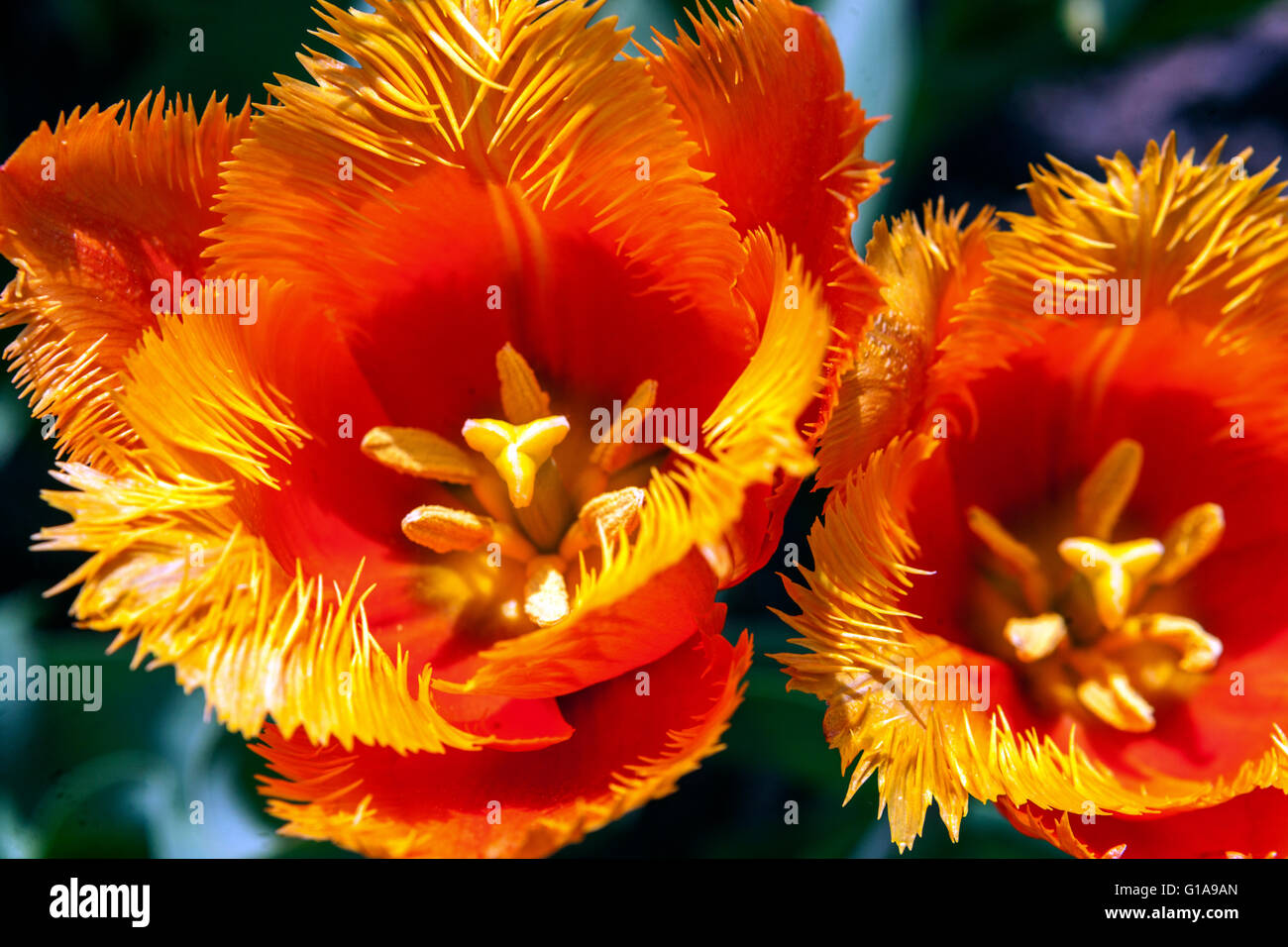Fringed Tulips garden, Tulipa "Palmares", open tulips Stock Photo - Alamy