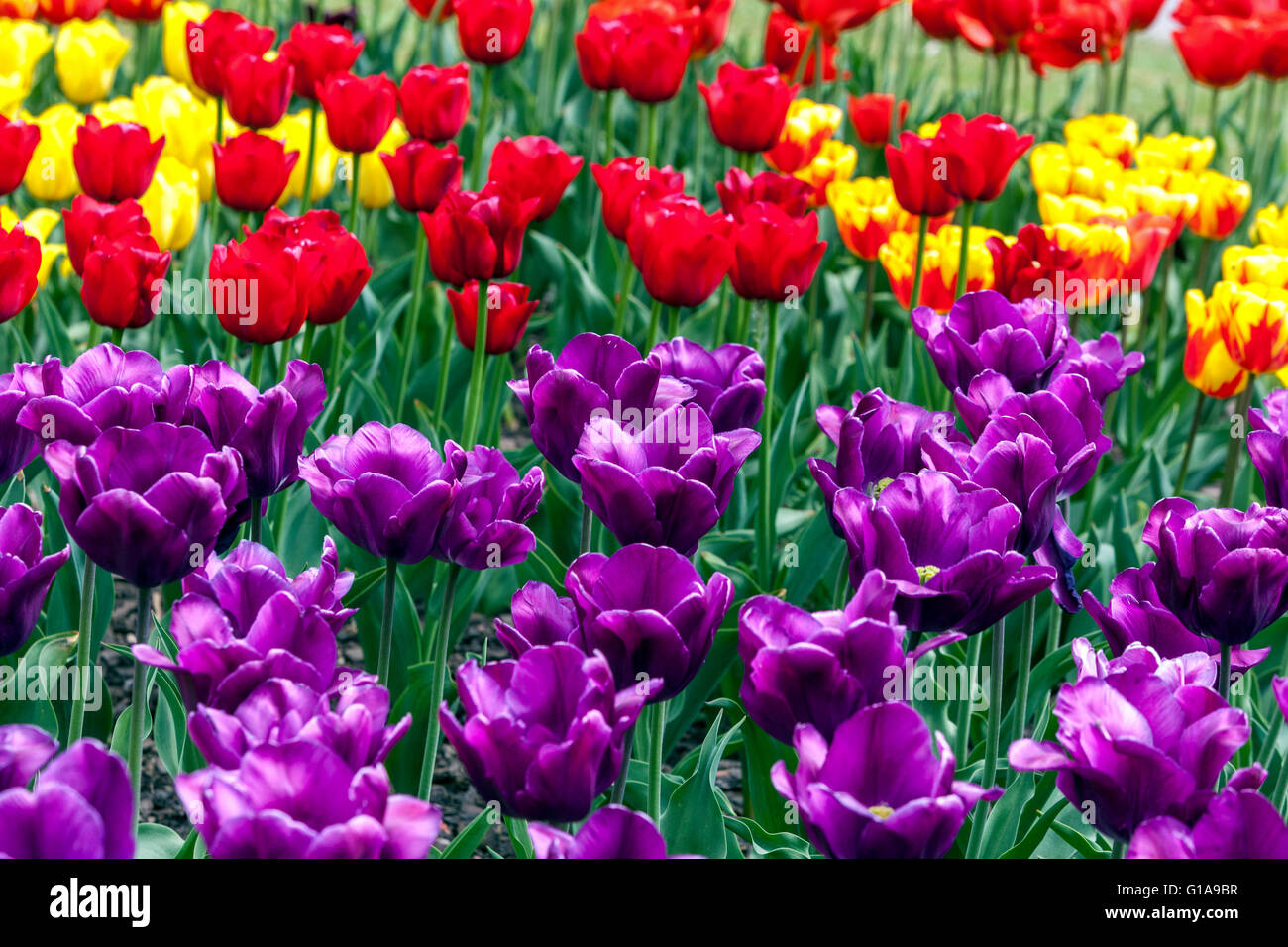 Flowering Tulips garden, Tulipa Triumph 'Purple Rain' Stock Photo - Alamy