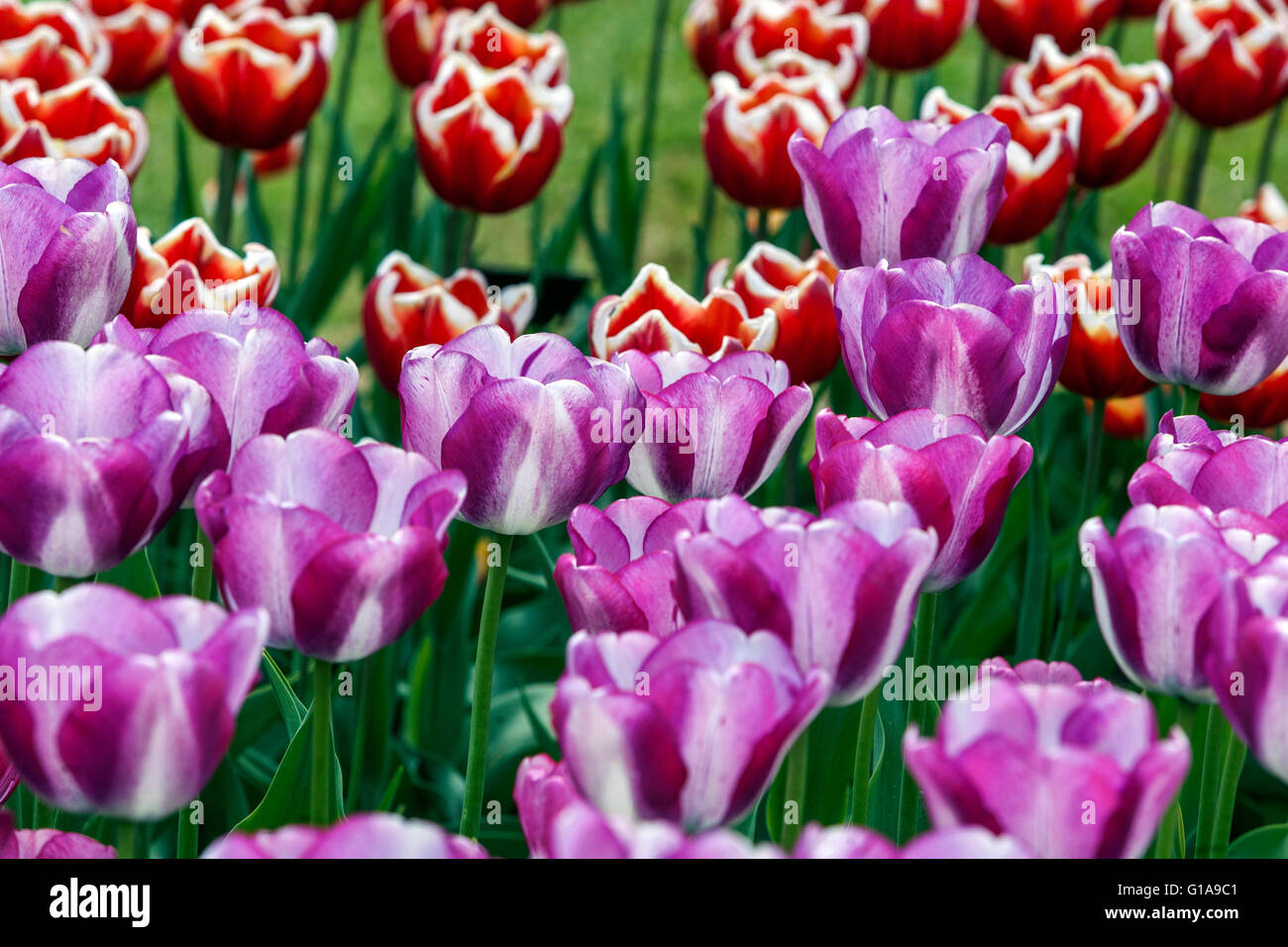 Shirley Dream High Resolution Stock Photography and Images - Alamy