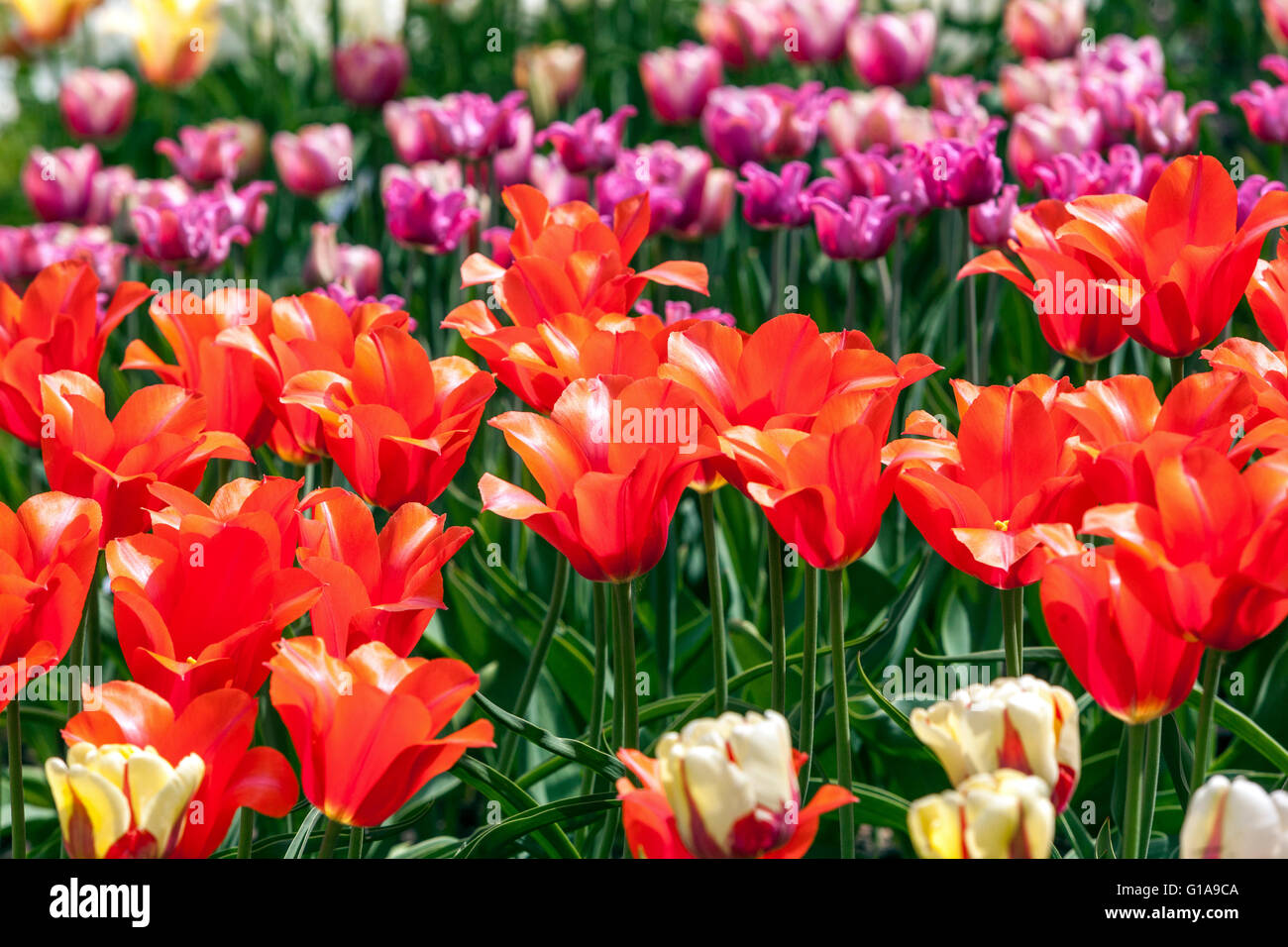 Flowering Tulips Garden, Tulipa "Temple of Beauty Stock Photo - Alamy