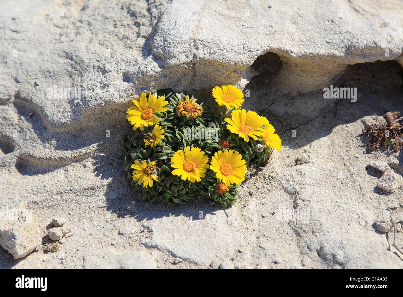 Yellow Sea Aster plant in flower, Asteriscus maritimus, Cabo de Gata ...