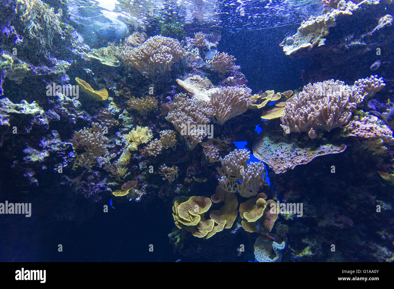 Coral Reef view with hard and soft corals Stock Photo - Alamy