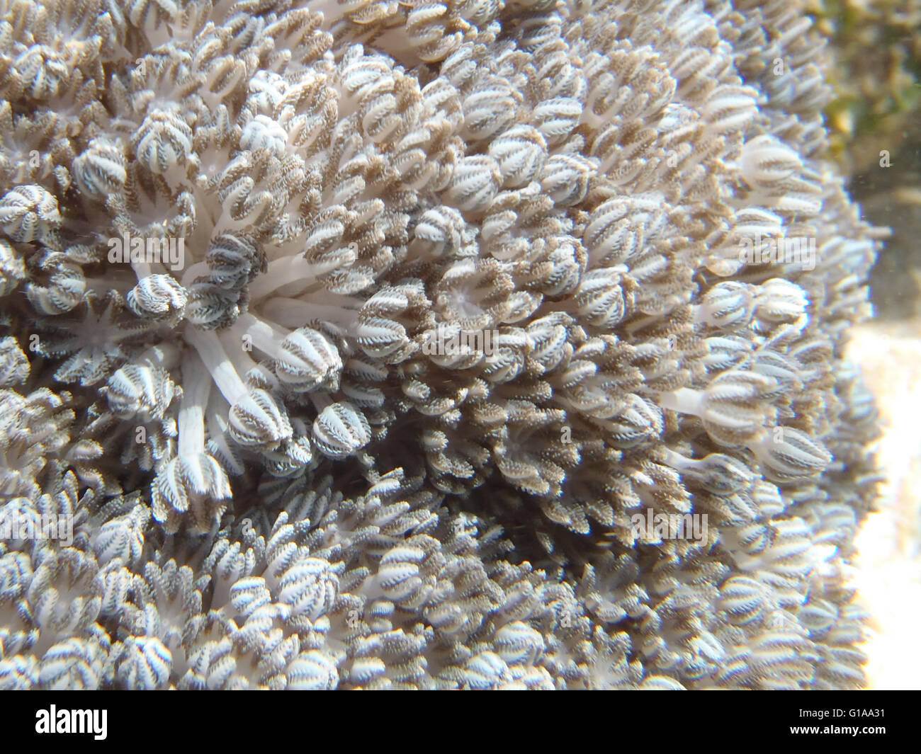 Xenia blue hi-res stock photography and images - Alamy