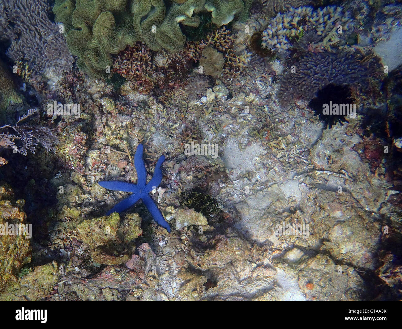 Blue starfish underwater Stock Photo - Alamy