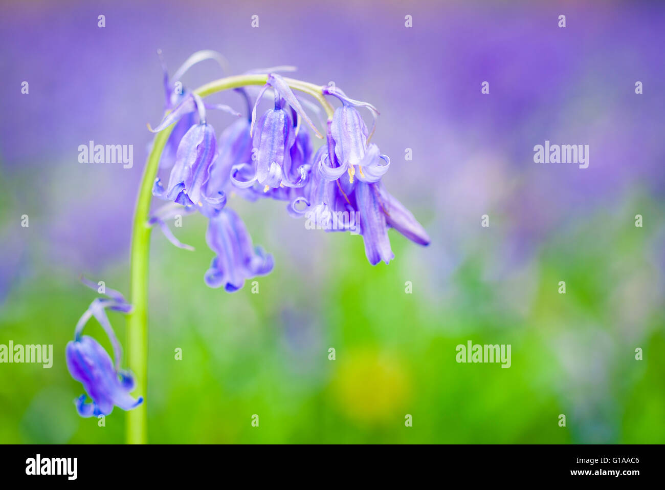 Close up of bluebells hi-res stock photography and images - Alamy