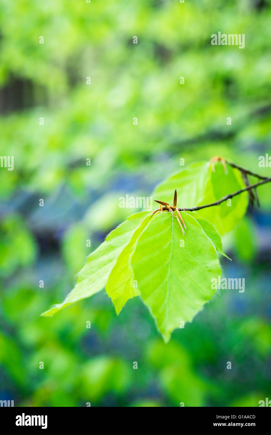 Leaves beech hi-res stock photography and images - Alamy