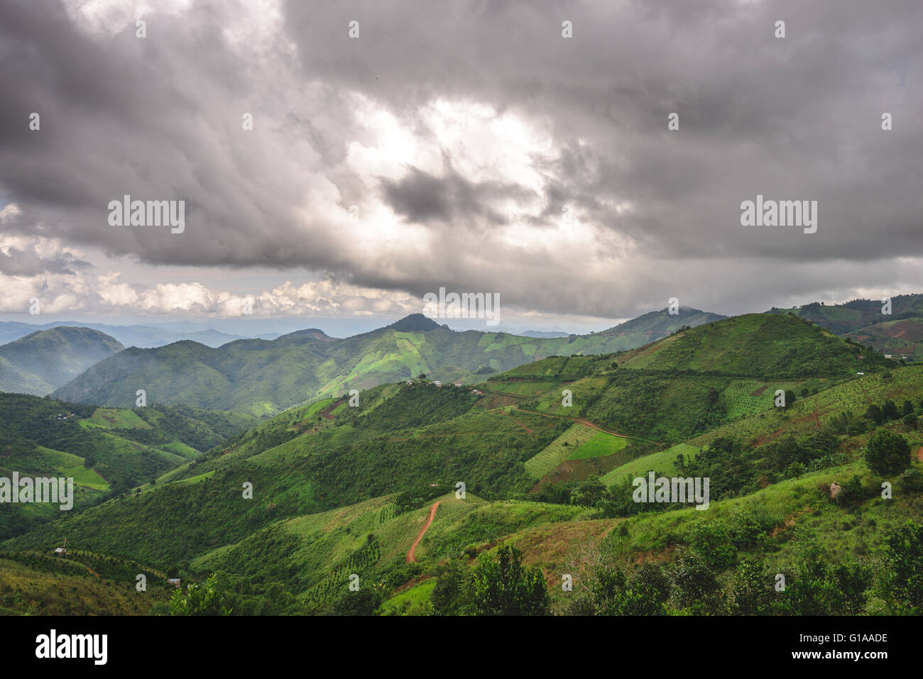 Tea plantations in Shan state, Myanmar Stock Photo - Alamy