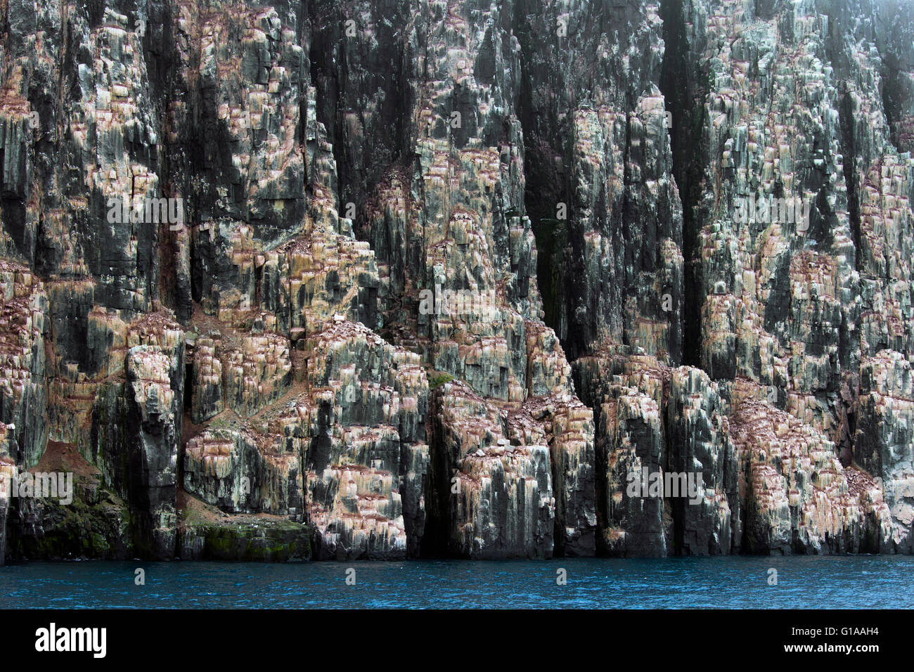 Seabird breeding colony in basalt cliff Alkefjellet, Lomfjordhalvøya in ...