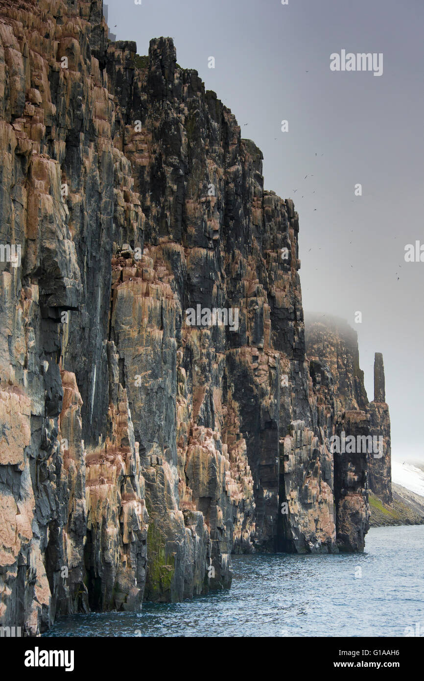 Seabird breeding colony in basalt cliff Alkefjellet, Lomfjordhalvøya in ...