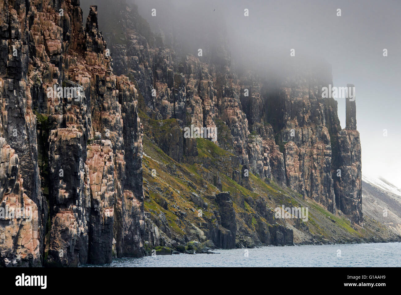 Seabird breeding colony in basalt cliff Alkefjellet, Lomfjordhalvøya in ...