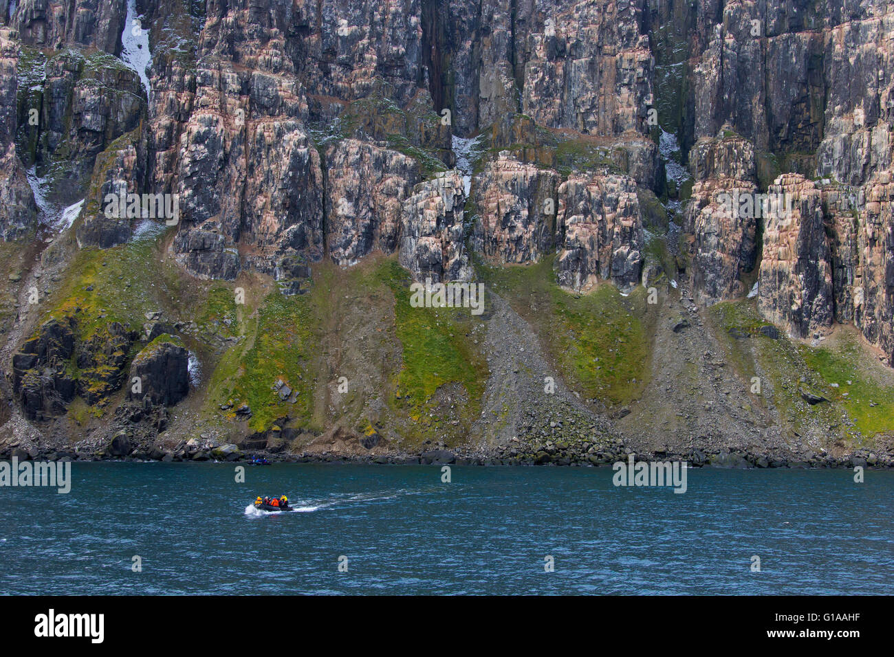 Seabird breeding colony in basalt cliff Alkefjellet, Lomfjordhalvøya in ...