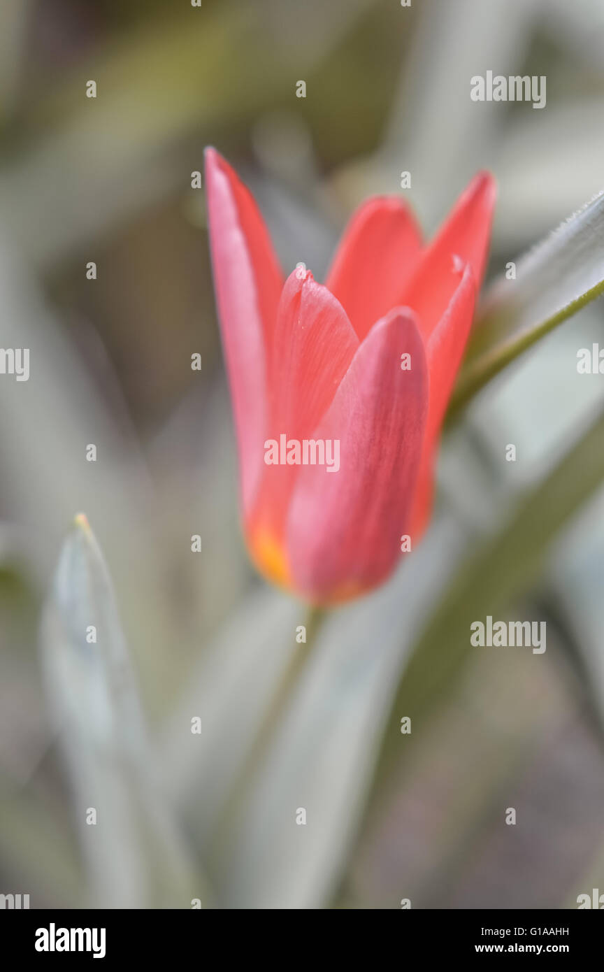red tulip close up with desaturated color treatement Stock Photo - Alamy