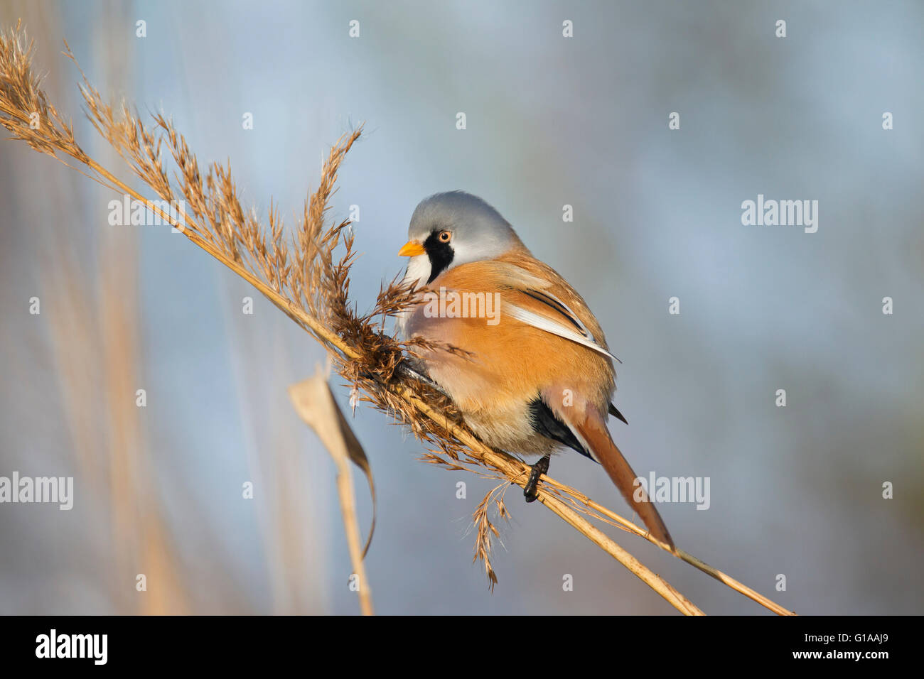 Bearded Reedling / Bearded Tit (Panurus biarmicus) male clinging to a ...