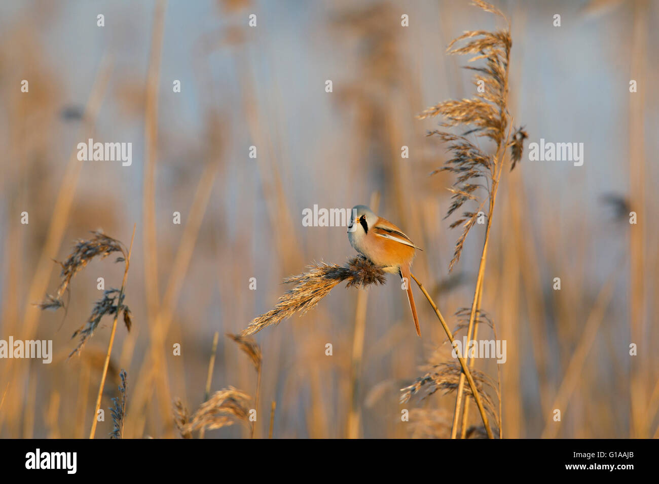Bearded Reedling / Bearded Tit (Panurus biarmicus) male clinging to a ...