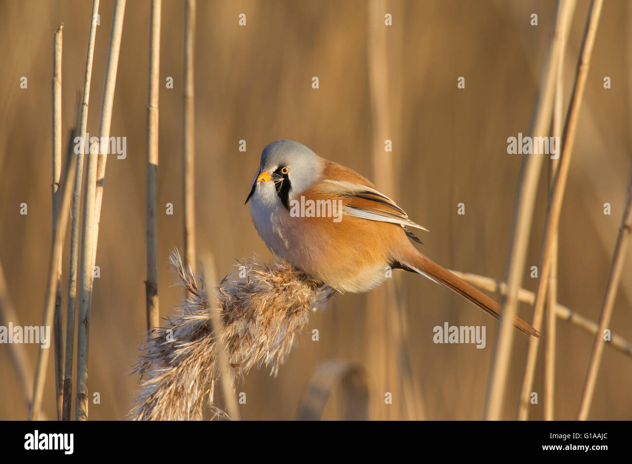 Bearded Reedling / Bearded Tit (Panurus biarmicus) male clinging to a ...