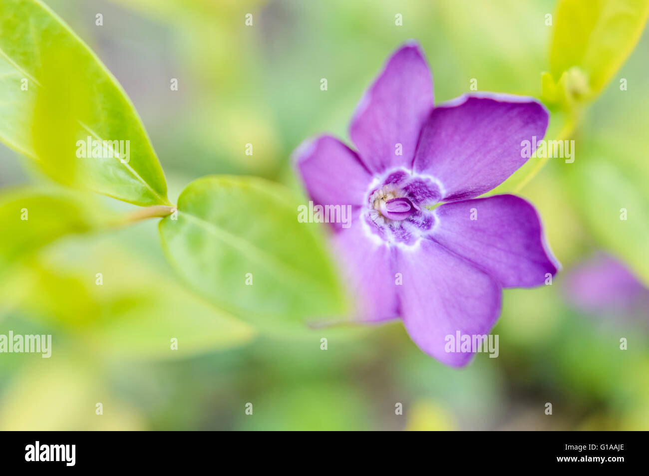Purple Periwinkle High Resolution Stock Photography and Images - Alamy