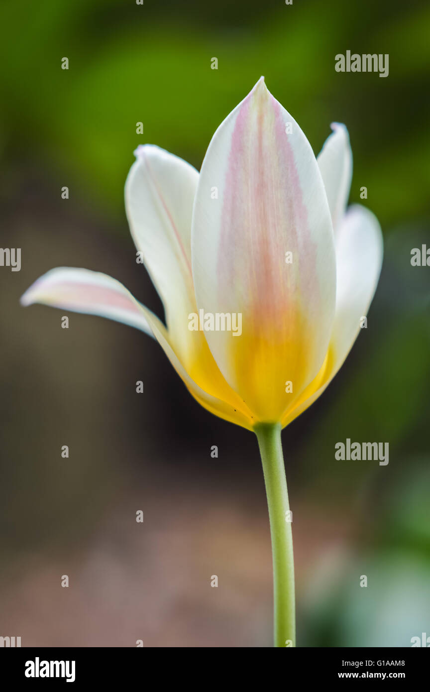 multicolor tulip close up from low view angle Stock Photo - Alamy