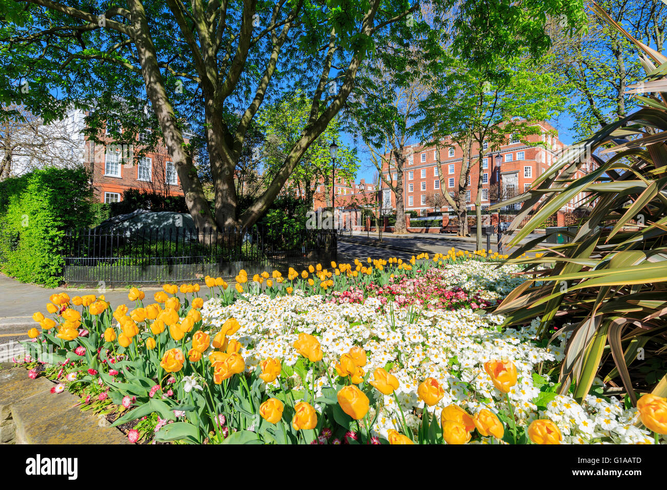Beautiful tulip garden and resident at London, United Kingdom Stock ...