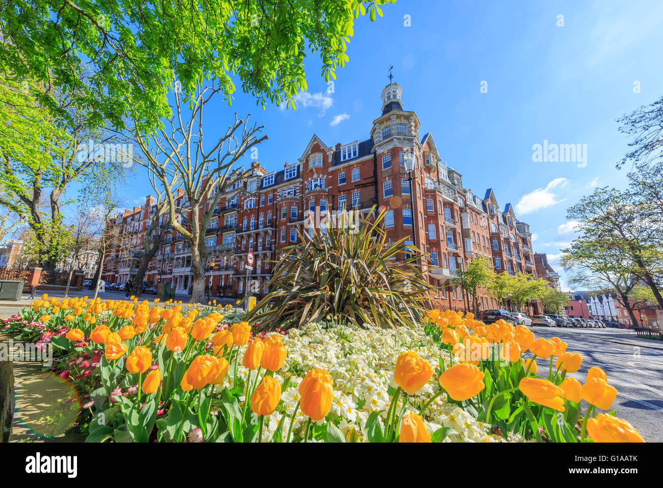 Beautiful tulip garden and resident at London, United Kingdom Stock ...