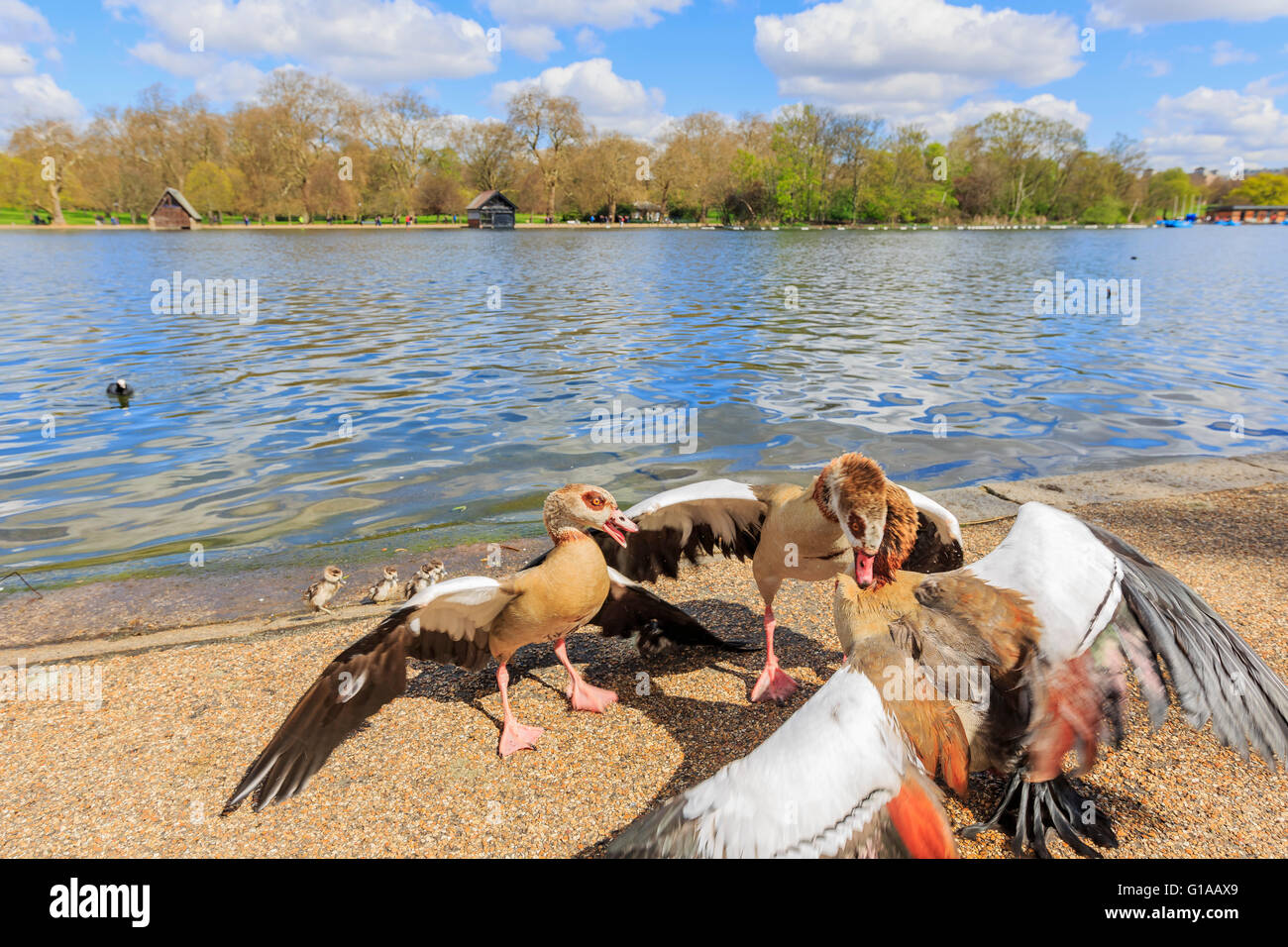 Egyptian Geese fighting around Hyde Park, London, United Kingdom Stock ...