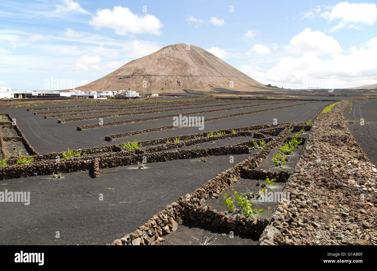 Volcano cone and black volcanic soil farmland, near Tinajo, Lanzarote ...