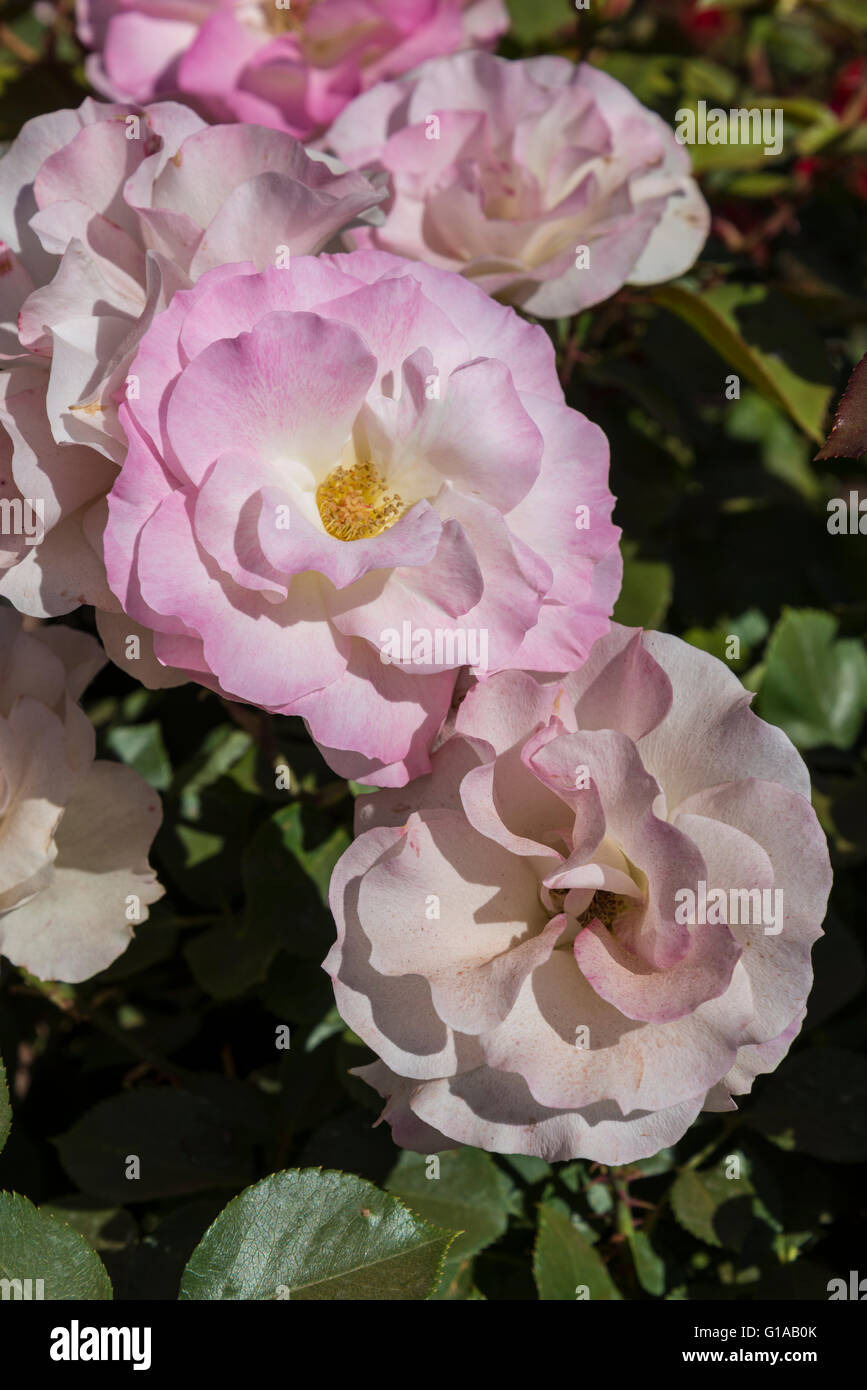 Charles Aznavour roses, Buenos Aires, Argentina Stock Photo - Alamy