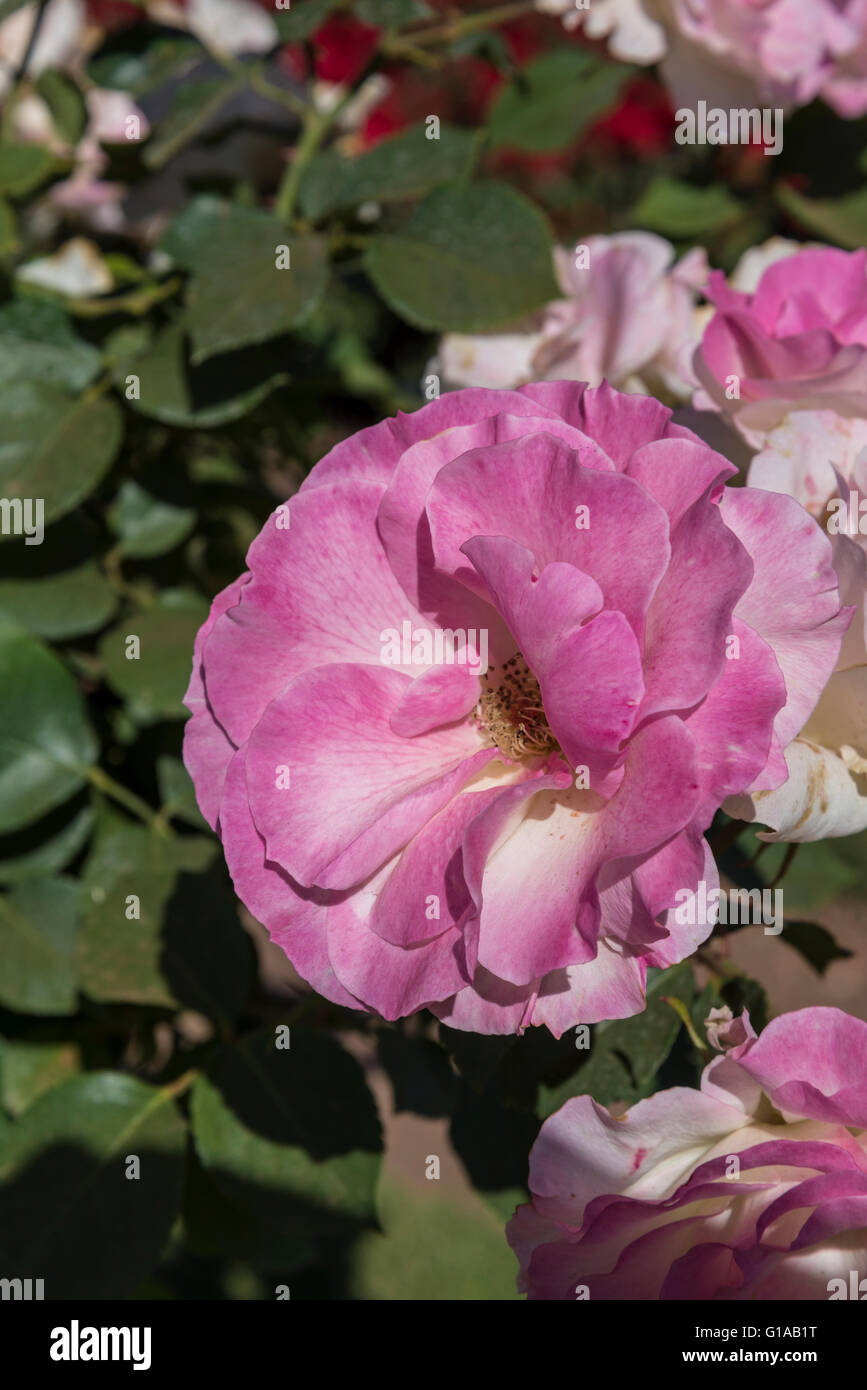 Charles Aznavour roses, Buenos Aires, Argentina Stock Photo - Alamy