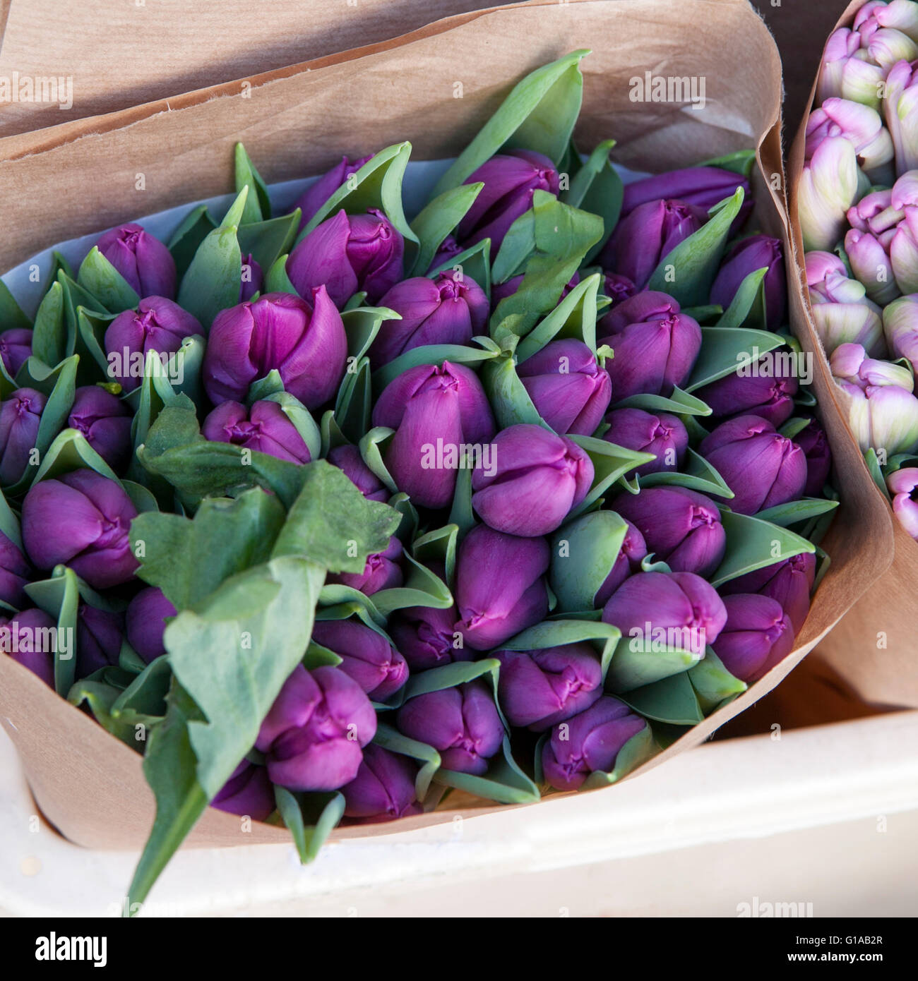 Beautiful violet craft paper hi-res stock photography and images - Alamy