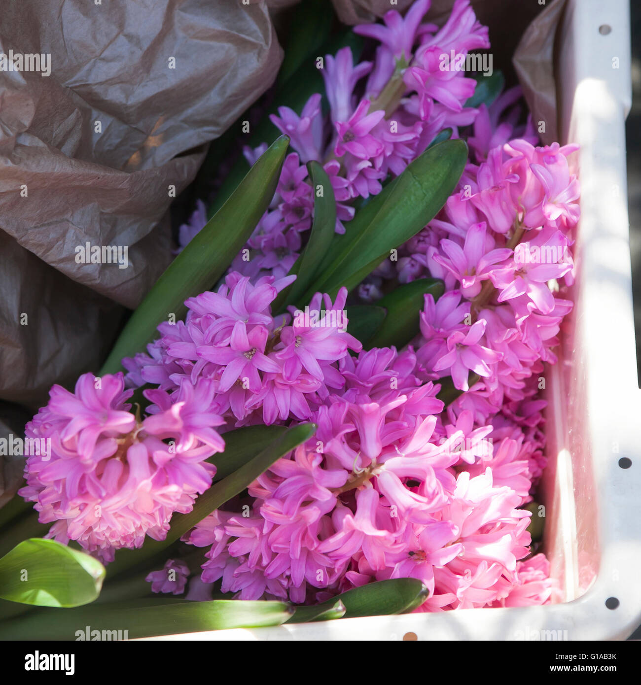 A bucket full of pink Hyacinths Stock Photo - Alamy